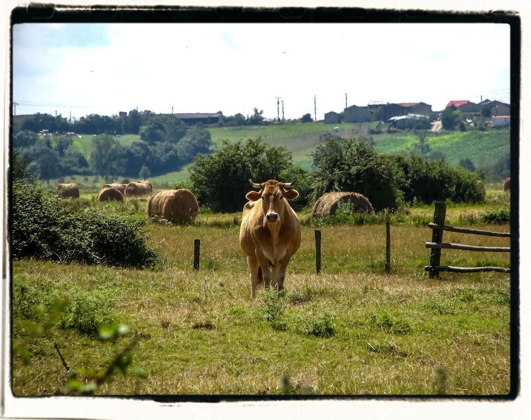 EN CAMPAGNE (Mes photos : Animaux divers)